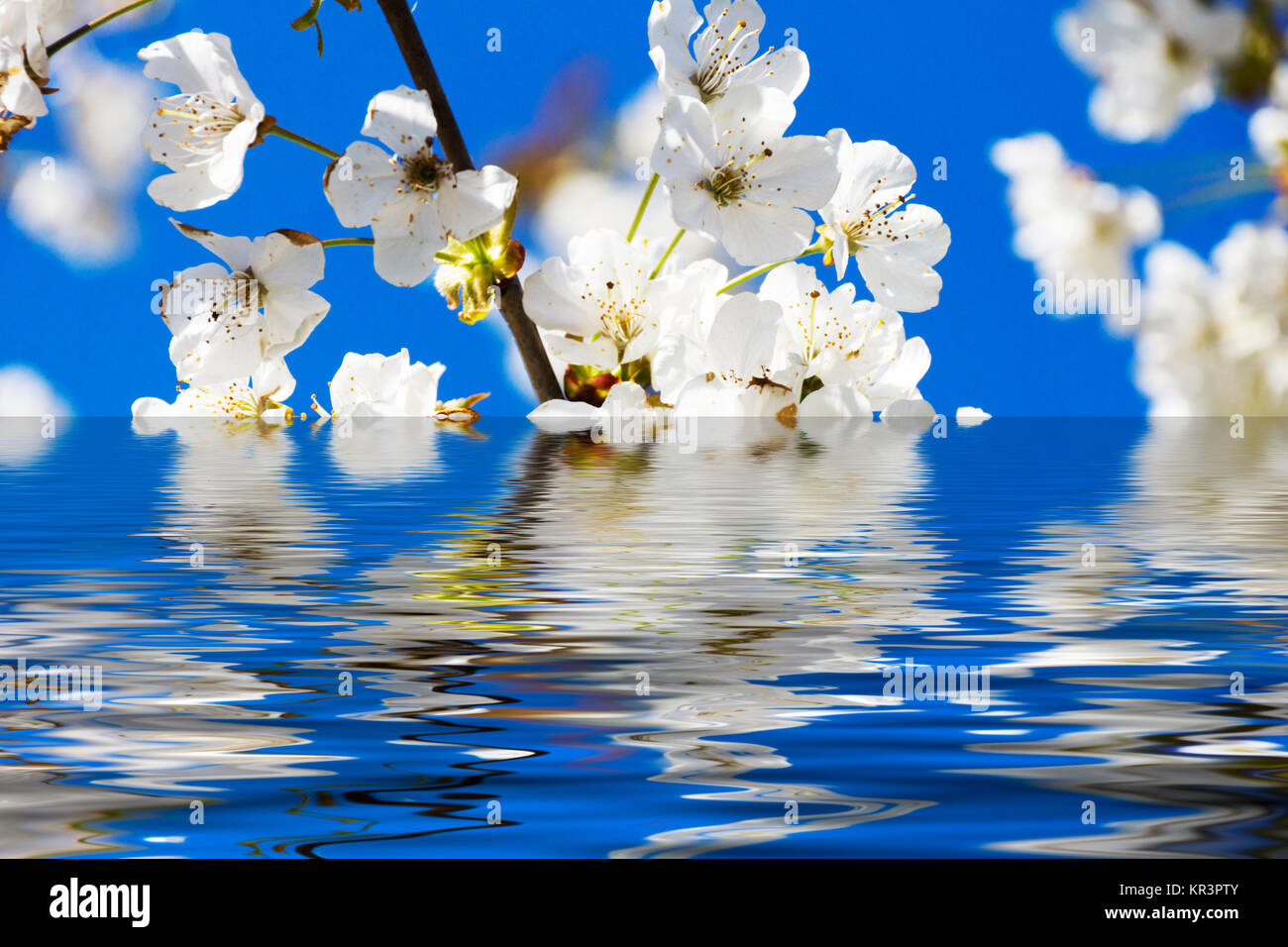 cherry blossoms with reflection in water Stock Photo - Alamy
