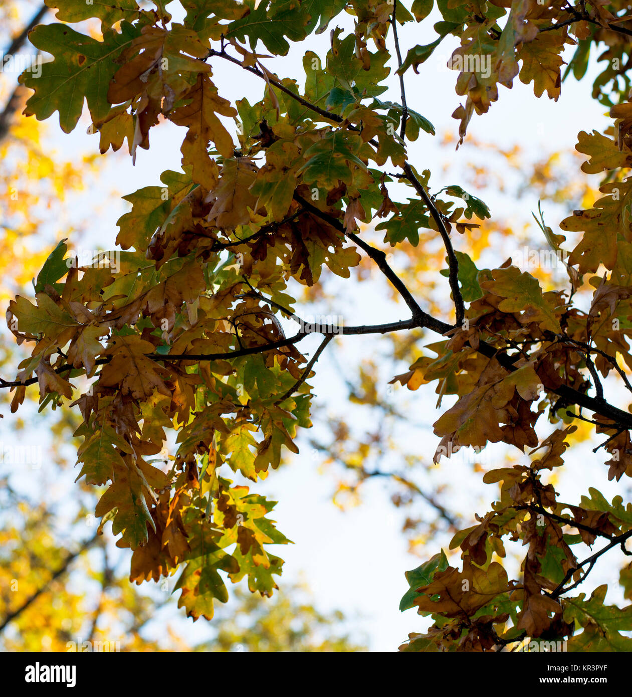fragment of an oak branch with gold leaves Stock Photo - Alamy