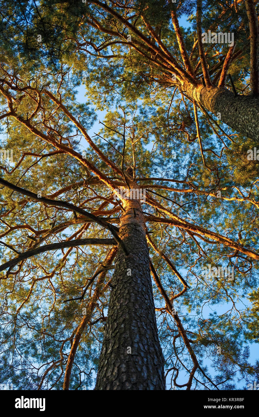 Live pine trees hi-res stock photography and images - Alamy