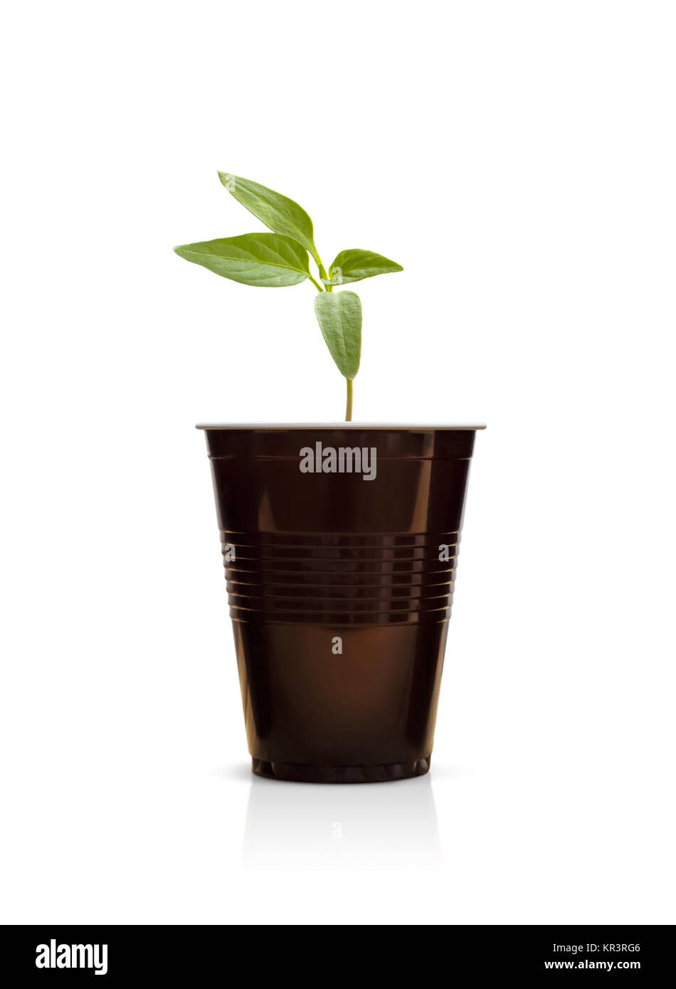 Developing flora Cut Out Stock Images & Pictures - Alamy