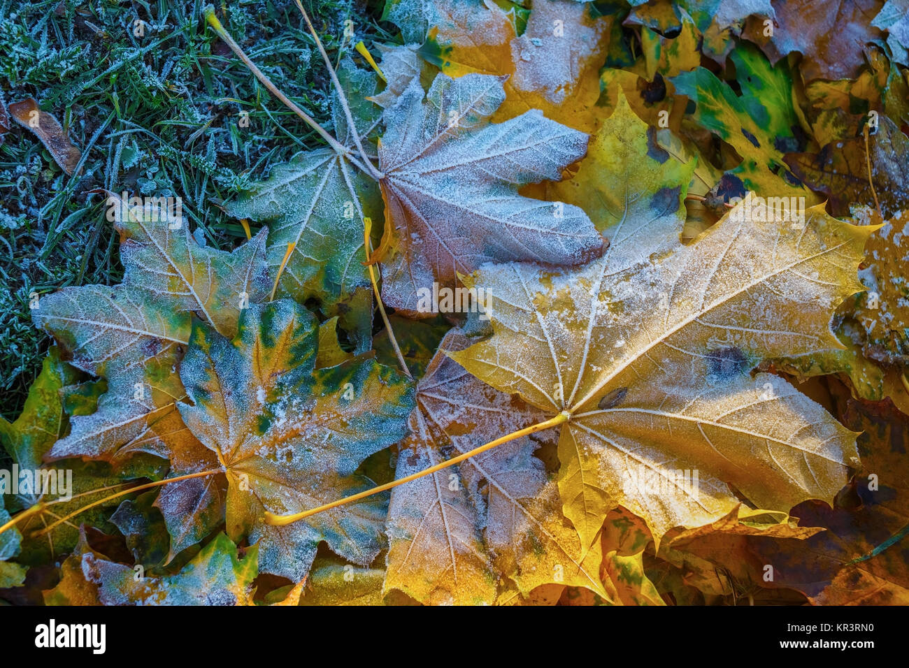 Frosted maple leaves Stock Photo - Alamy