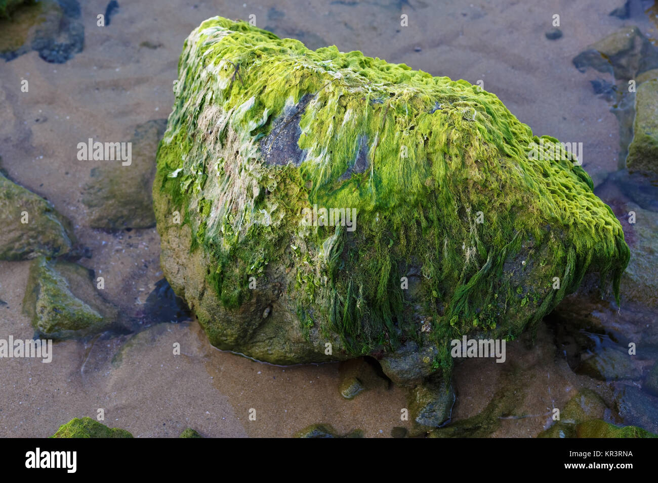 Stone with algae Stock Photo - Alamy
