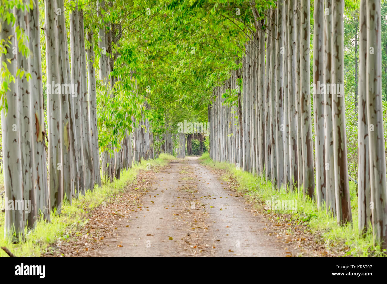 Straight forest path lined hi-res stock photography and images - Alamy