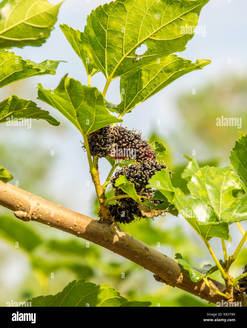 Branch of a mulberry tree hi-res stock photography and images - Alamy