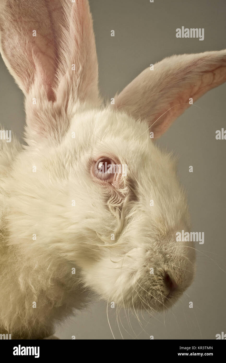 White rabbit portrait Stock Photo - Alamy
