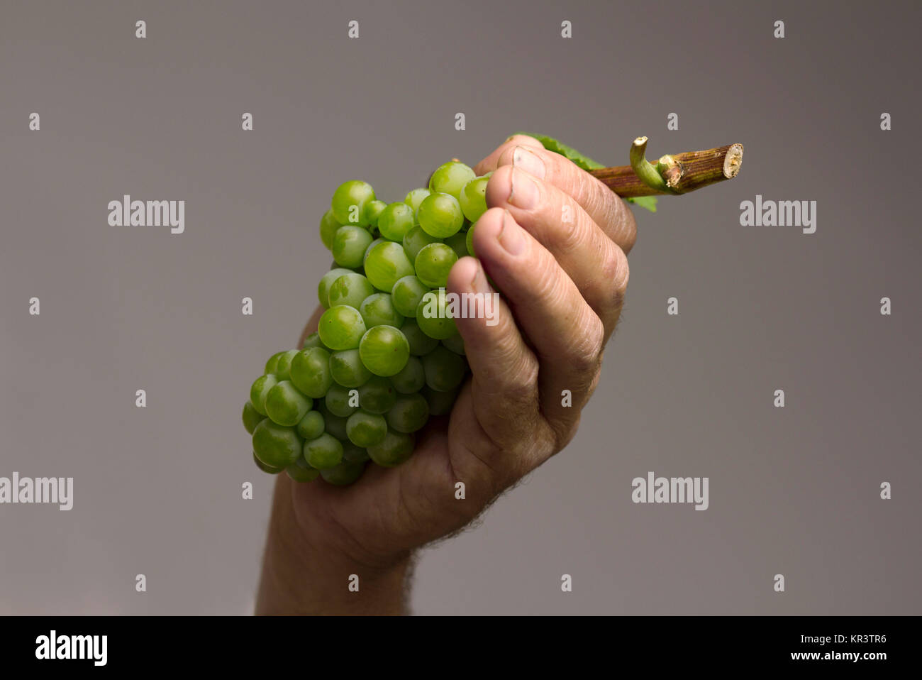 Hand holding a grape Stock Photo - Alamy