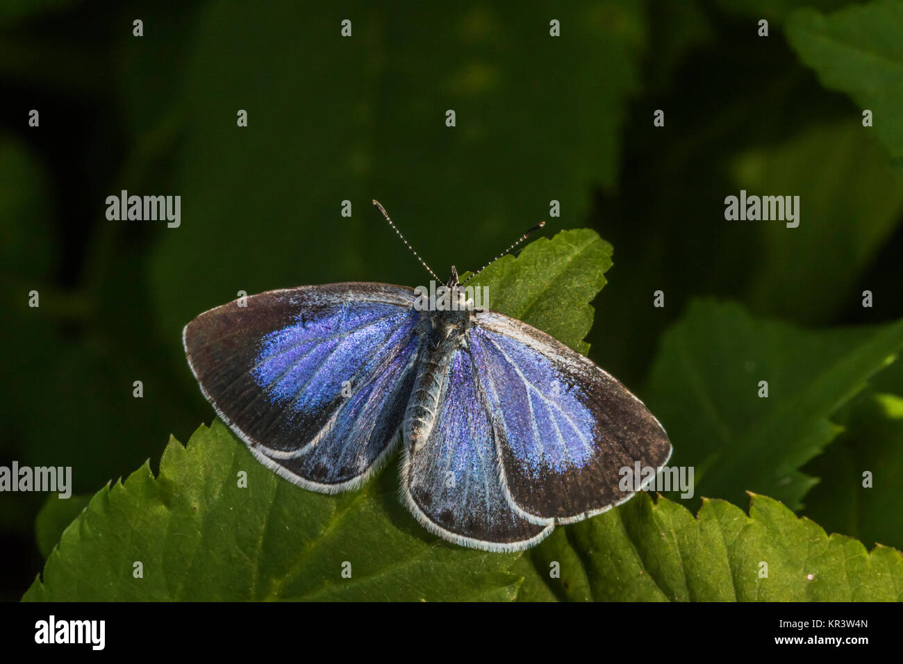 argus blue (plebeius argus Stock Photo - Alamy