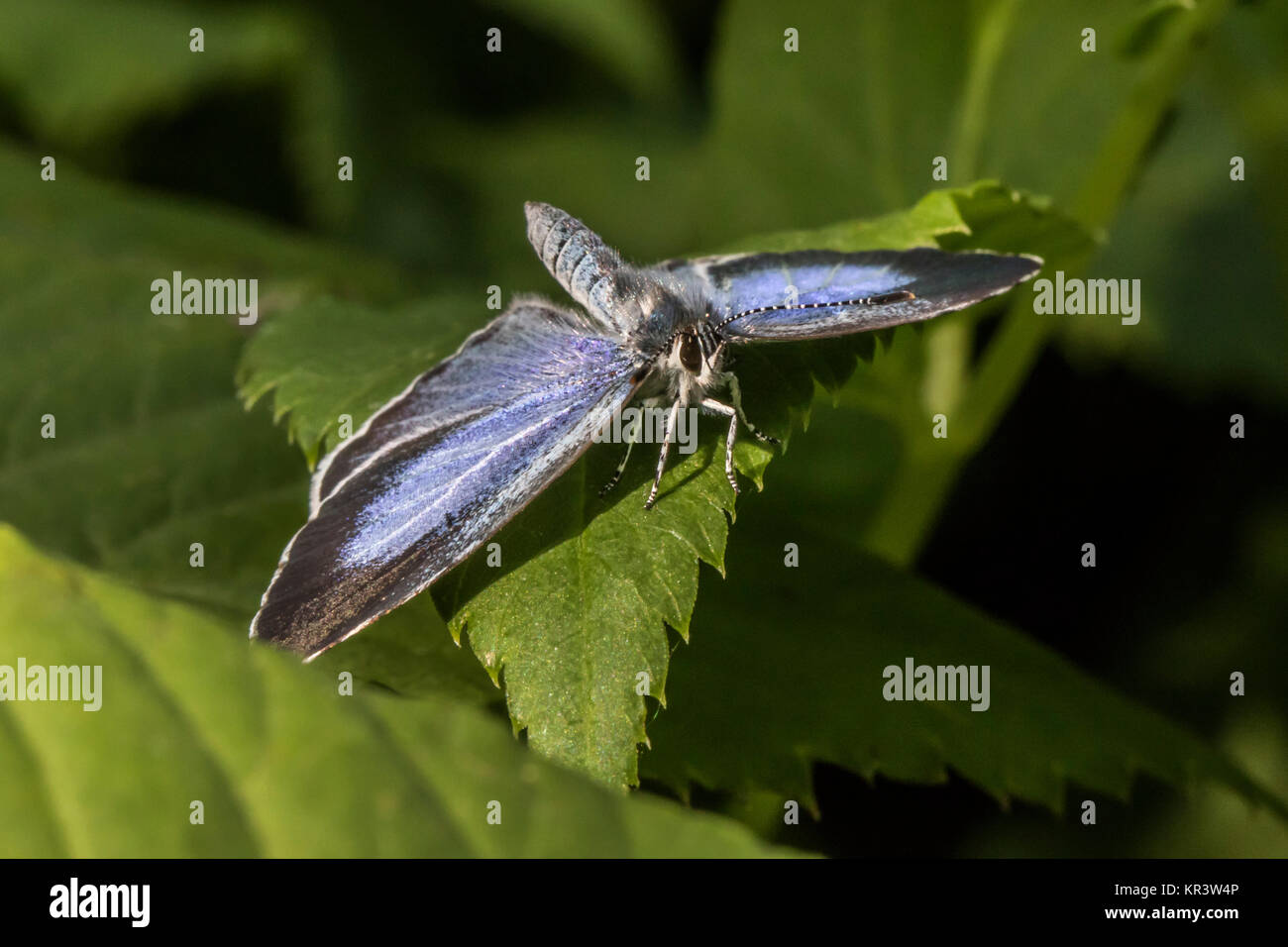 argus blue (plebeius argus Stock Photo - Alamy
