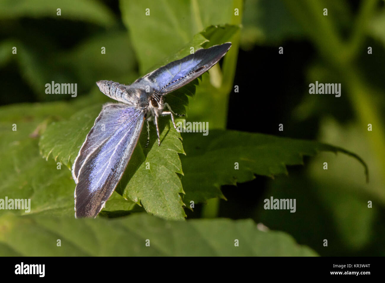 argus blue (plebeius argus Stock Photo - Alamy
