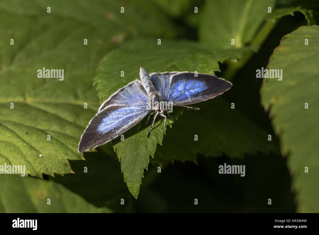 argus blue (plebeius argus Stock Photo - Alamy