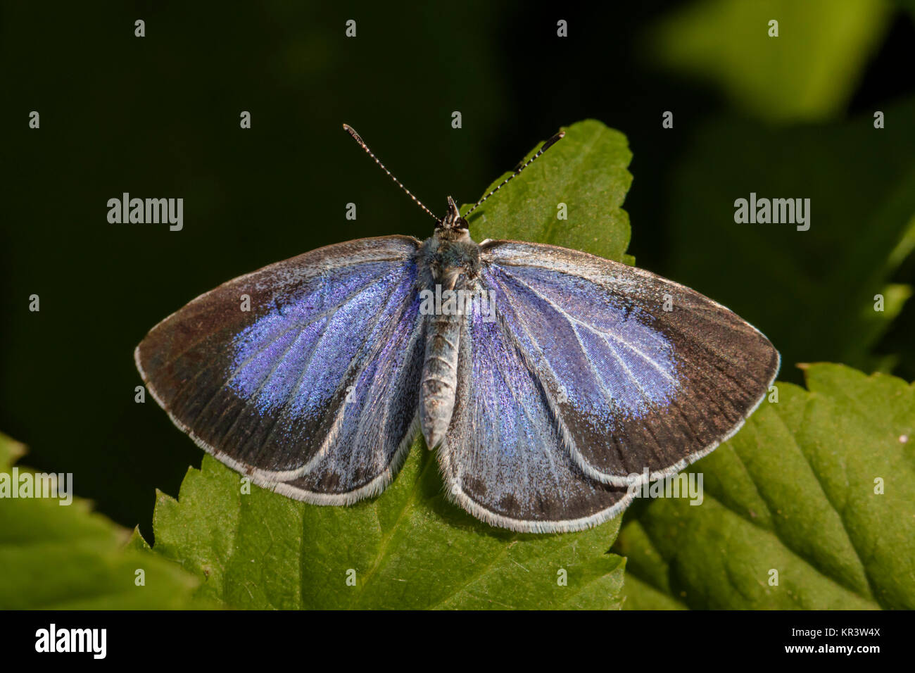 argus blue (plebeius argus Stock Photo - Alamy
