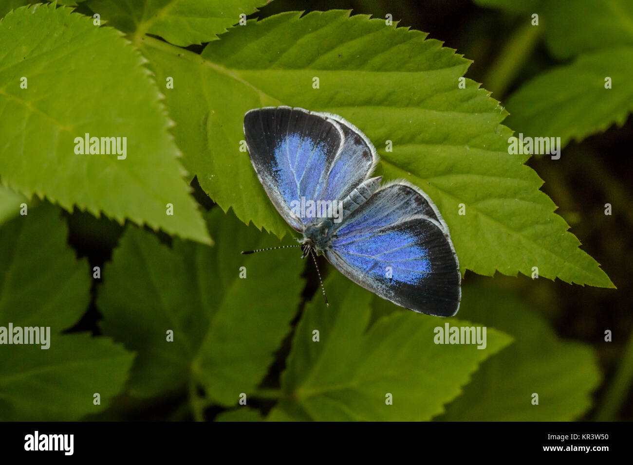 argus blue (plebeius argus Stock Photo - Alamy