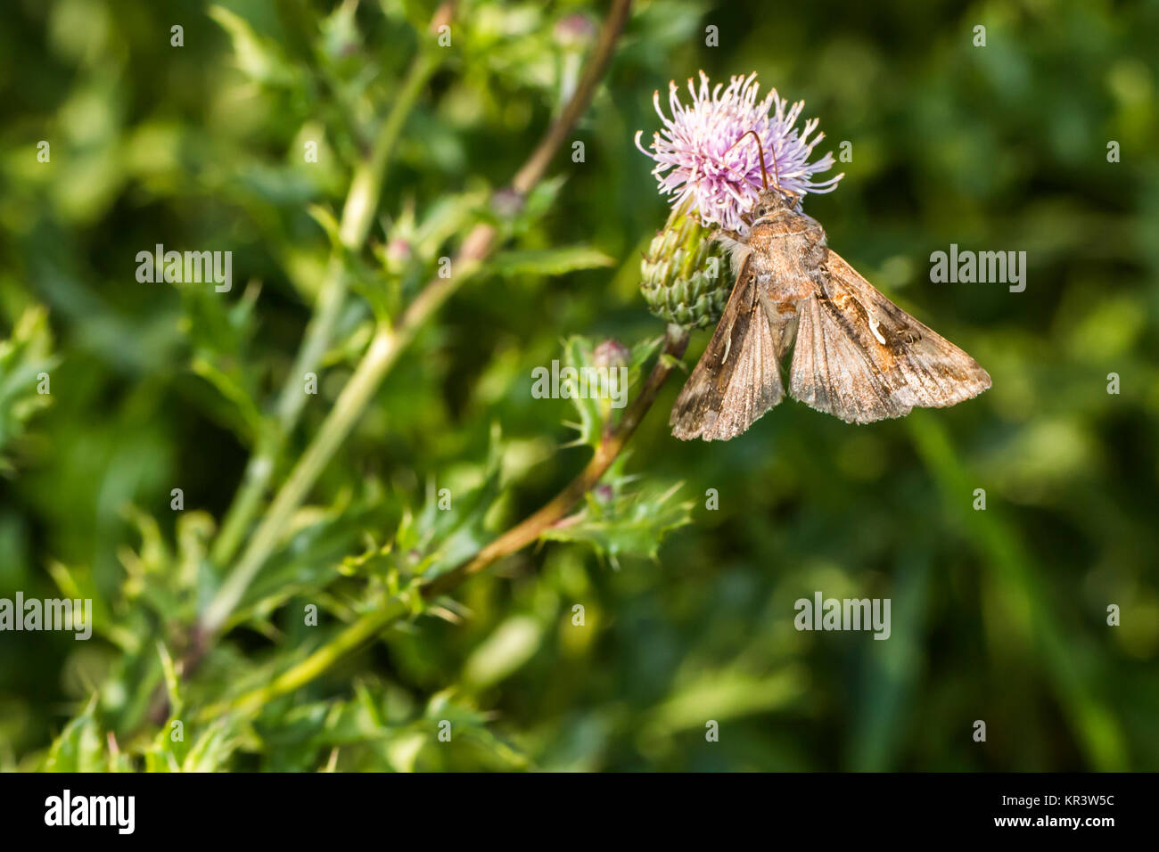silver y (autographa gamma Stock Photo - Alamy