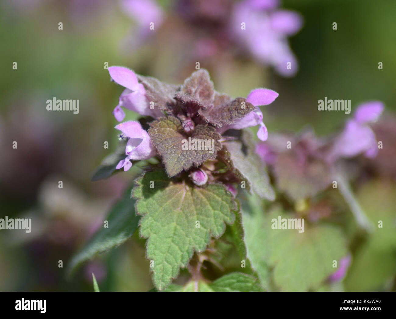 Lamium purpureum blooming in the garden Stock Photo - Alamy