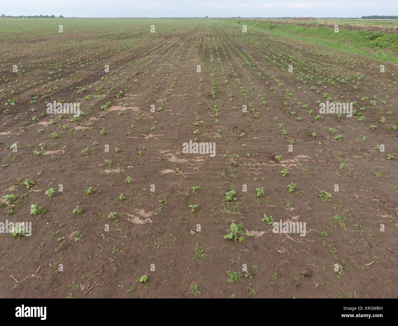 Top view of a field of sunflower seedlings Stock Photo - Alamy