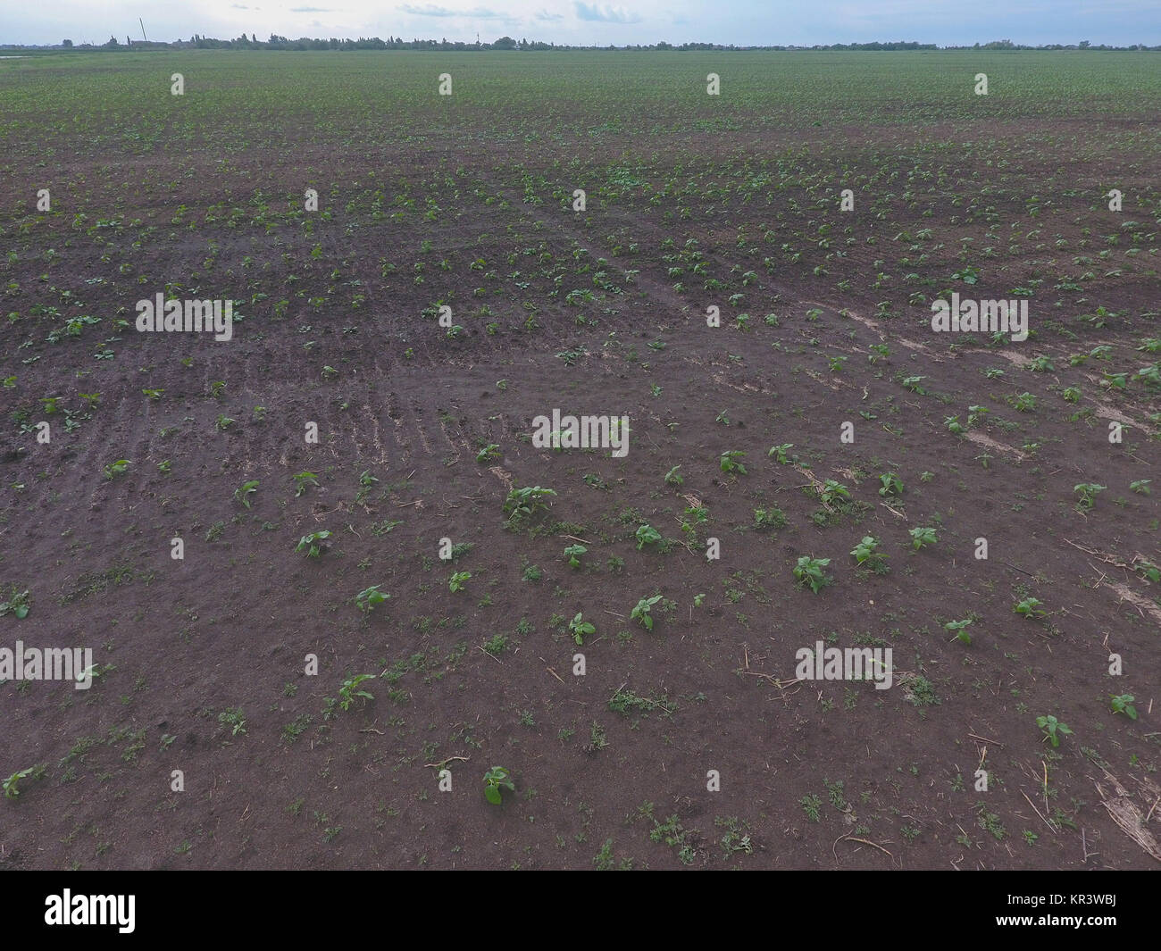 Top view of a field of sunflower seedlings Stock Photo - Alamy