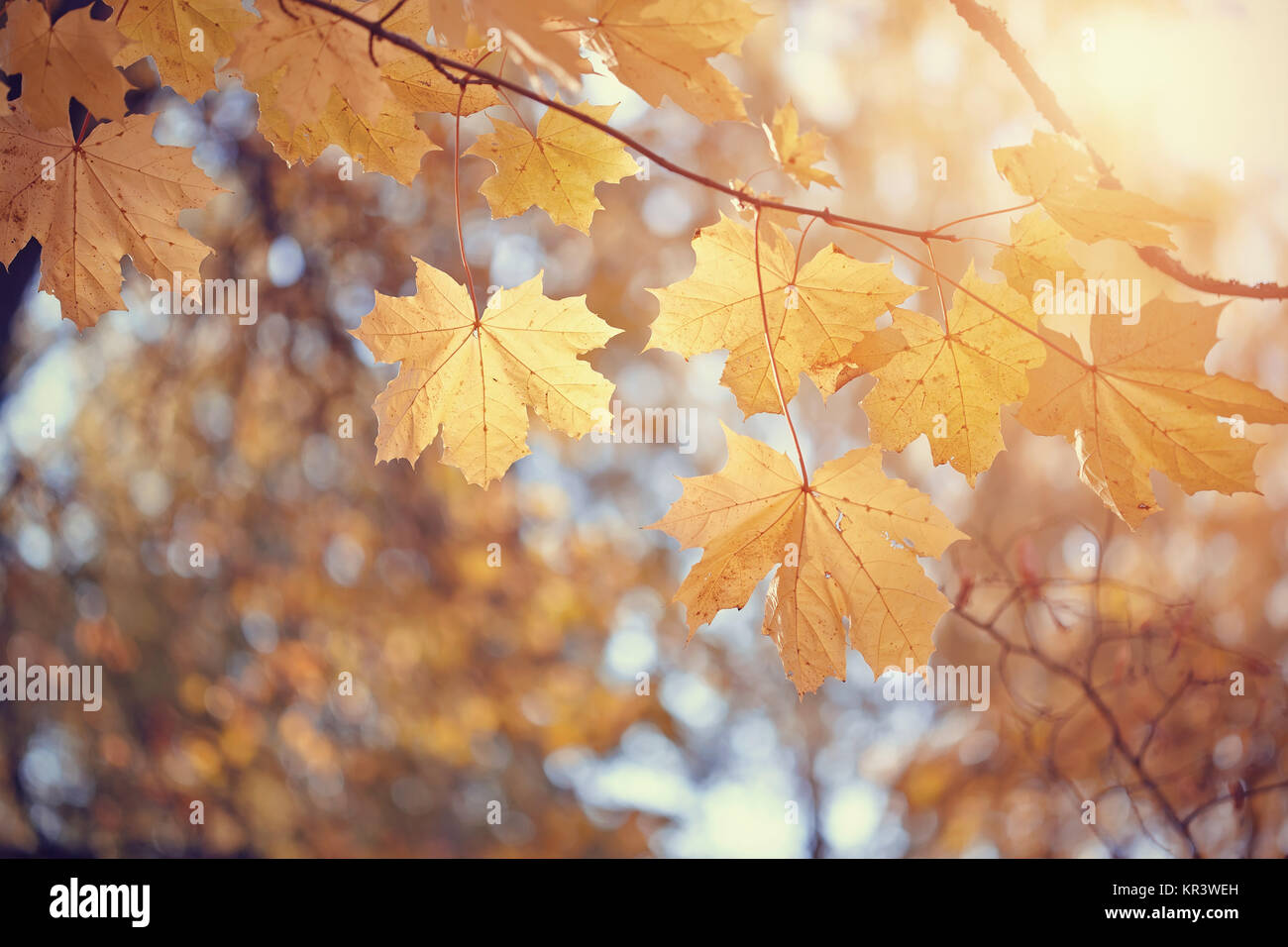 Yellow maple leaves in the fall Stock Photo - Alamy