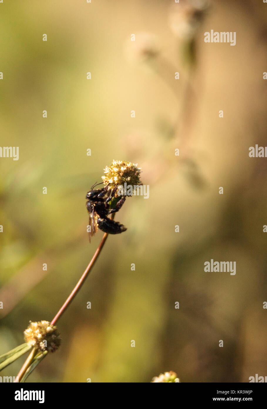 German black bee also called the European dark bee Apis mellifera ...