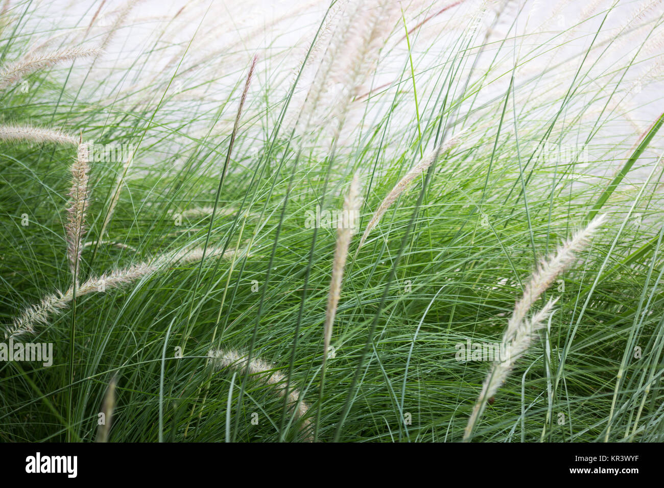 Grass flower background in nature Stock Photo - Alamy