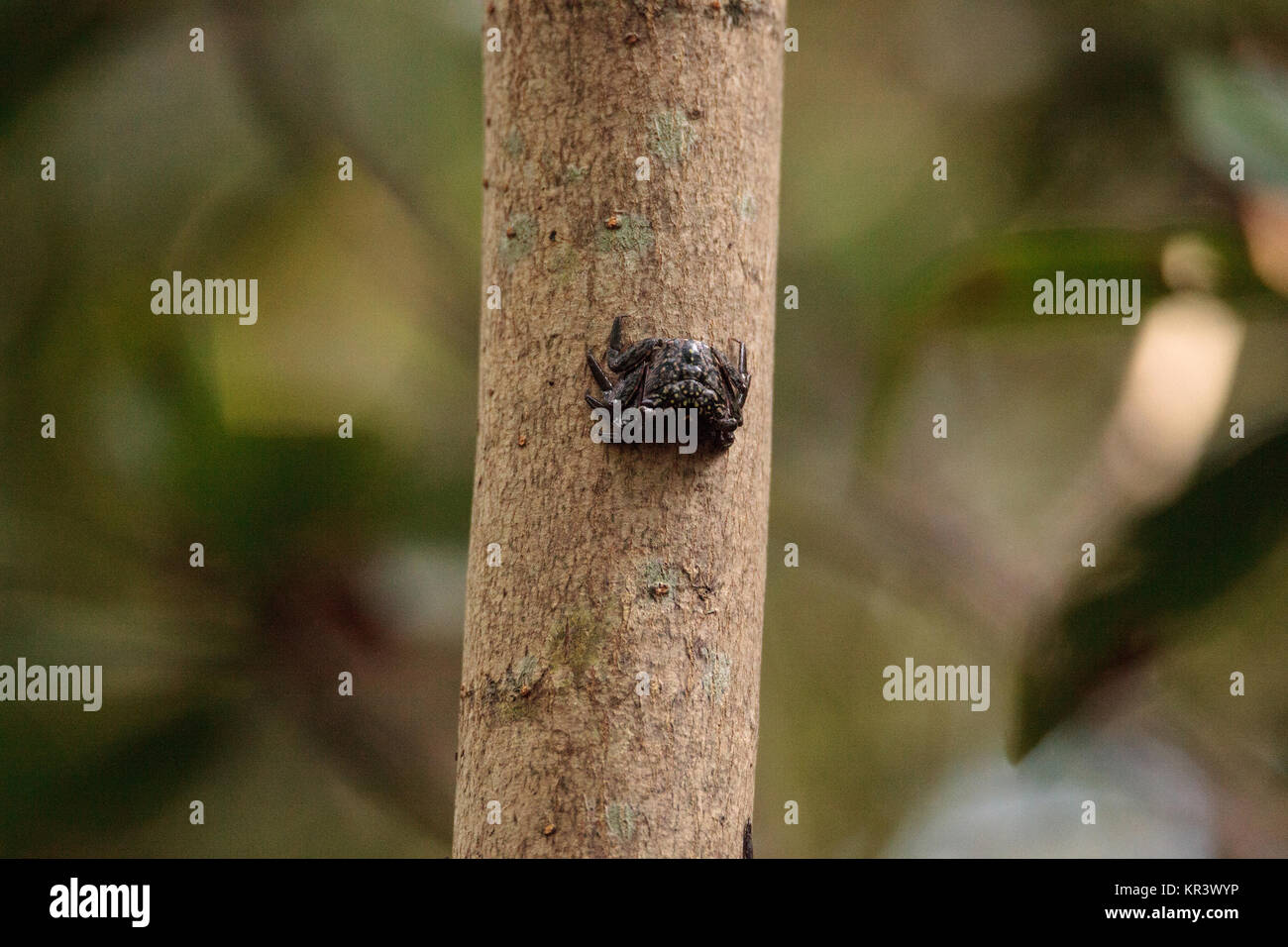 Mangrove Tree Crab Aratus pisonii line the trees in a marsh on Sanibel ...