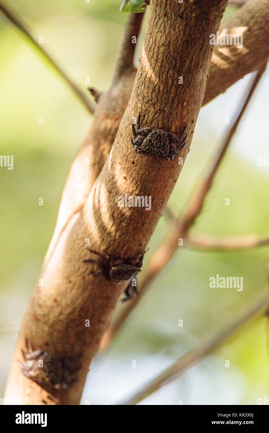 Mangrove Tree Crab Aratus pisonii line the trees in a marsh on Sanibel ...