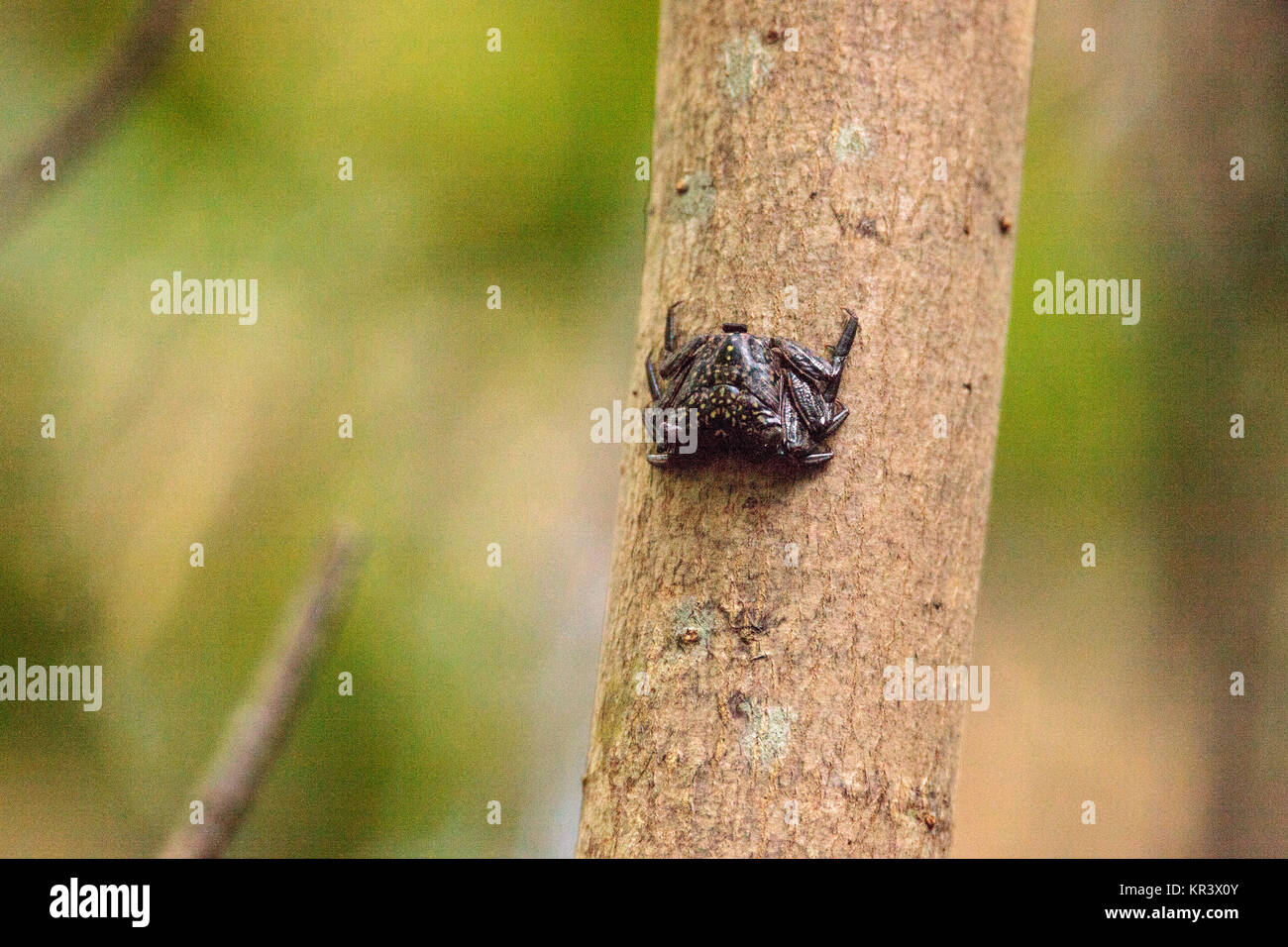 Mangrove Tree Crab Aratus pisonii line the trees in a marsh on Sanibel ...