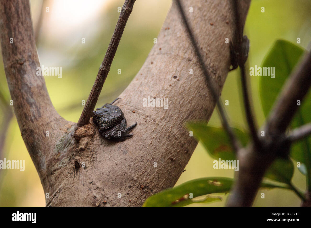 Mangrove Tree Crab Aratus pisonii line the trees in a marsh on Sanibel ...