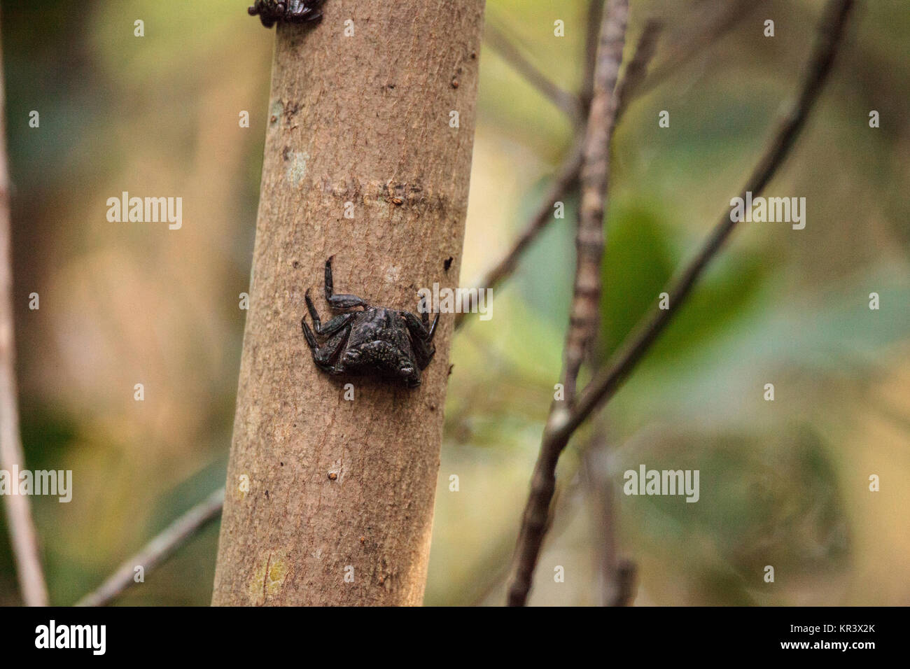 Mangrove Tree Crab Aratus pisonii line the trees in a marsh on Sanibel ...