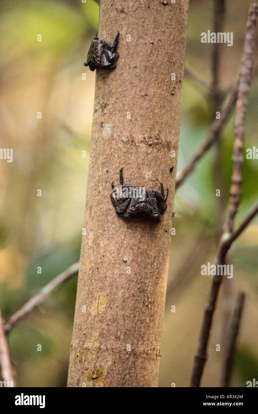 Mangrove Tree Crab Aratus pisonii line the trees in a marsh on Sanibel ...