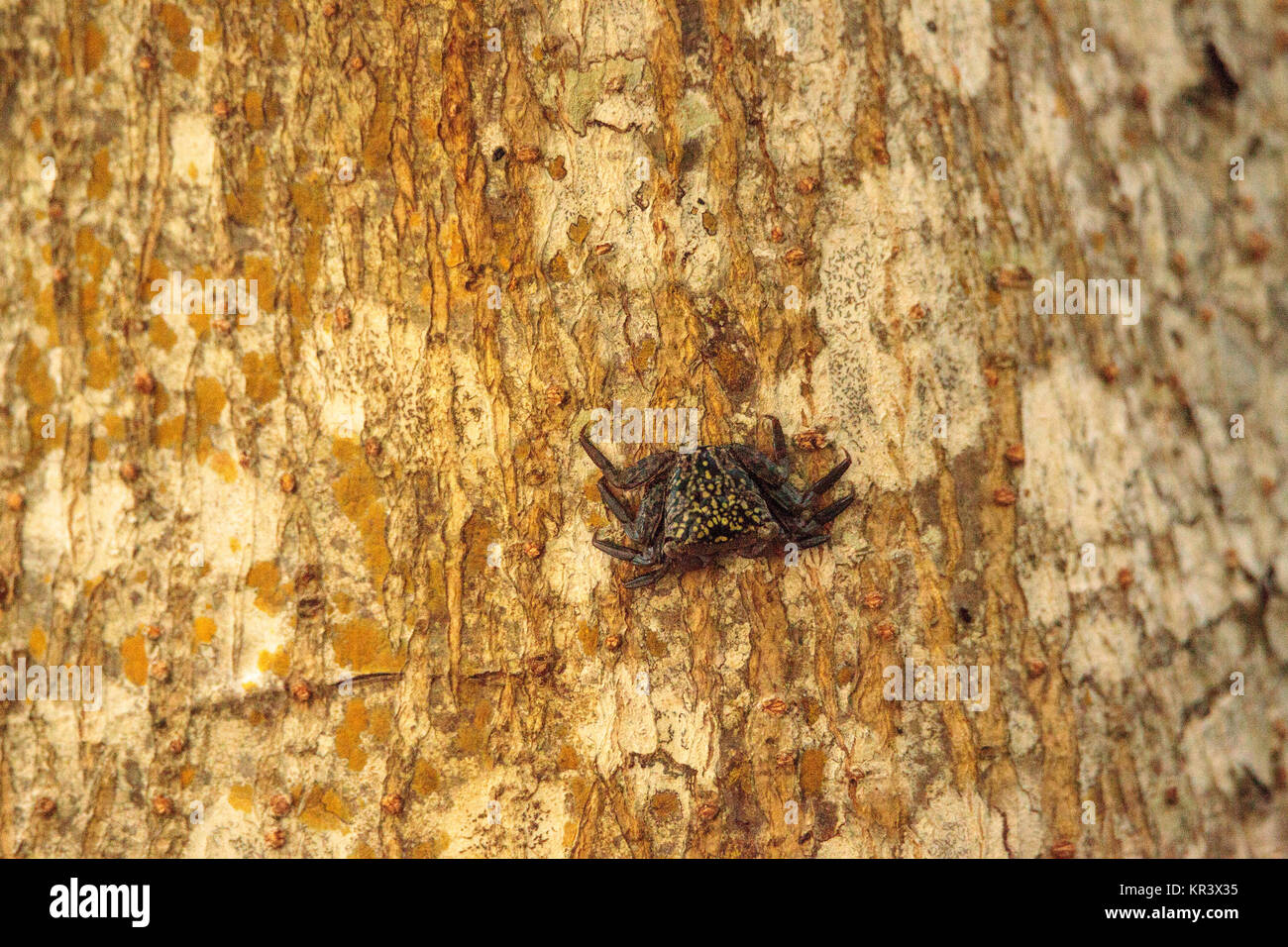 Mangrove Tree Crab Aratus pisonii line the trees in a marsh on Sanibel ...