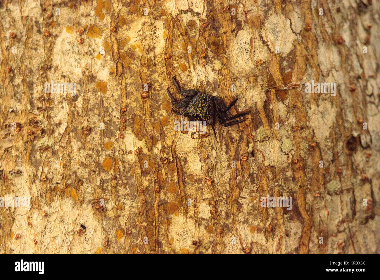 Mangrove Tree Crab Aratus pisonii line the trees in a marsh on Sanibel ...