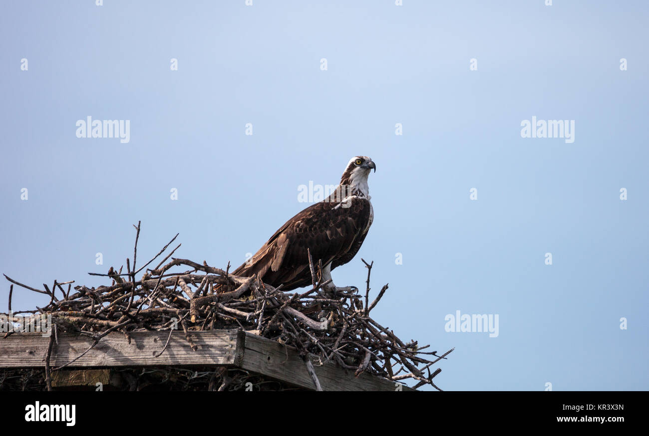 Osprey bird Pandion haliaetus perches in its nest high above a marsh in ...