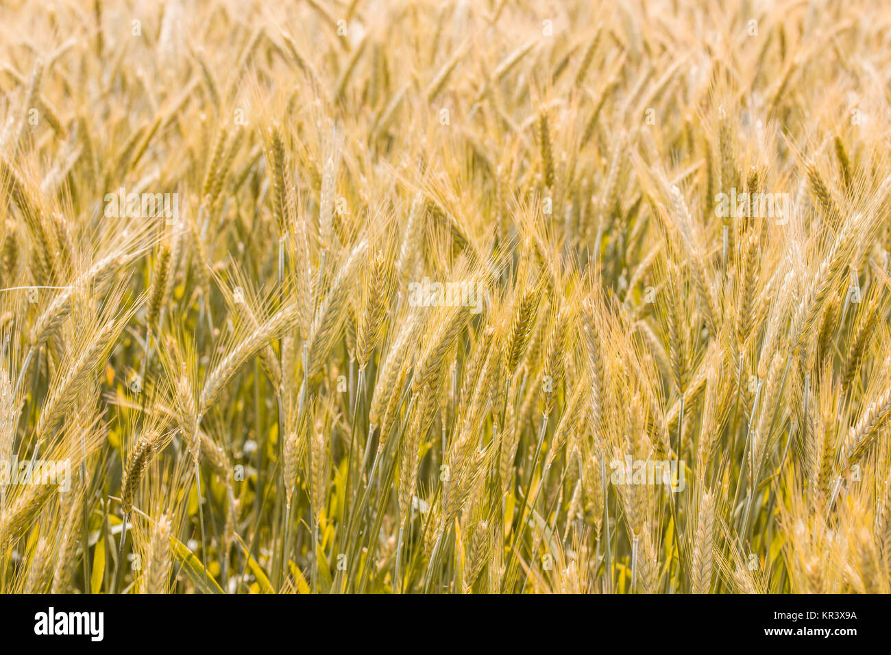 Golden Barley Fields Stock Photo - Alamy