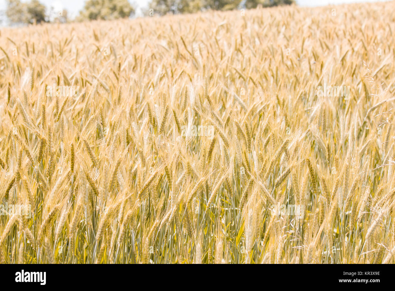 Golden Barley Fields Stock Photo - Alamy