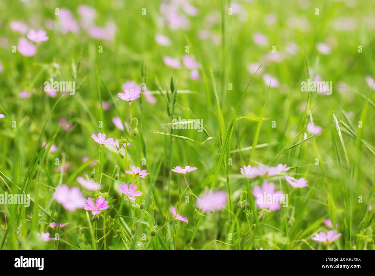 Spring Grass Plant Stock Photo - Alamy