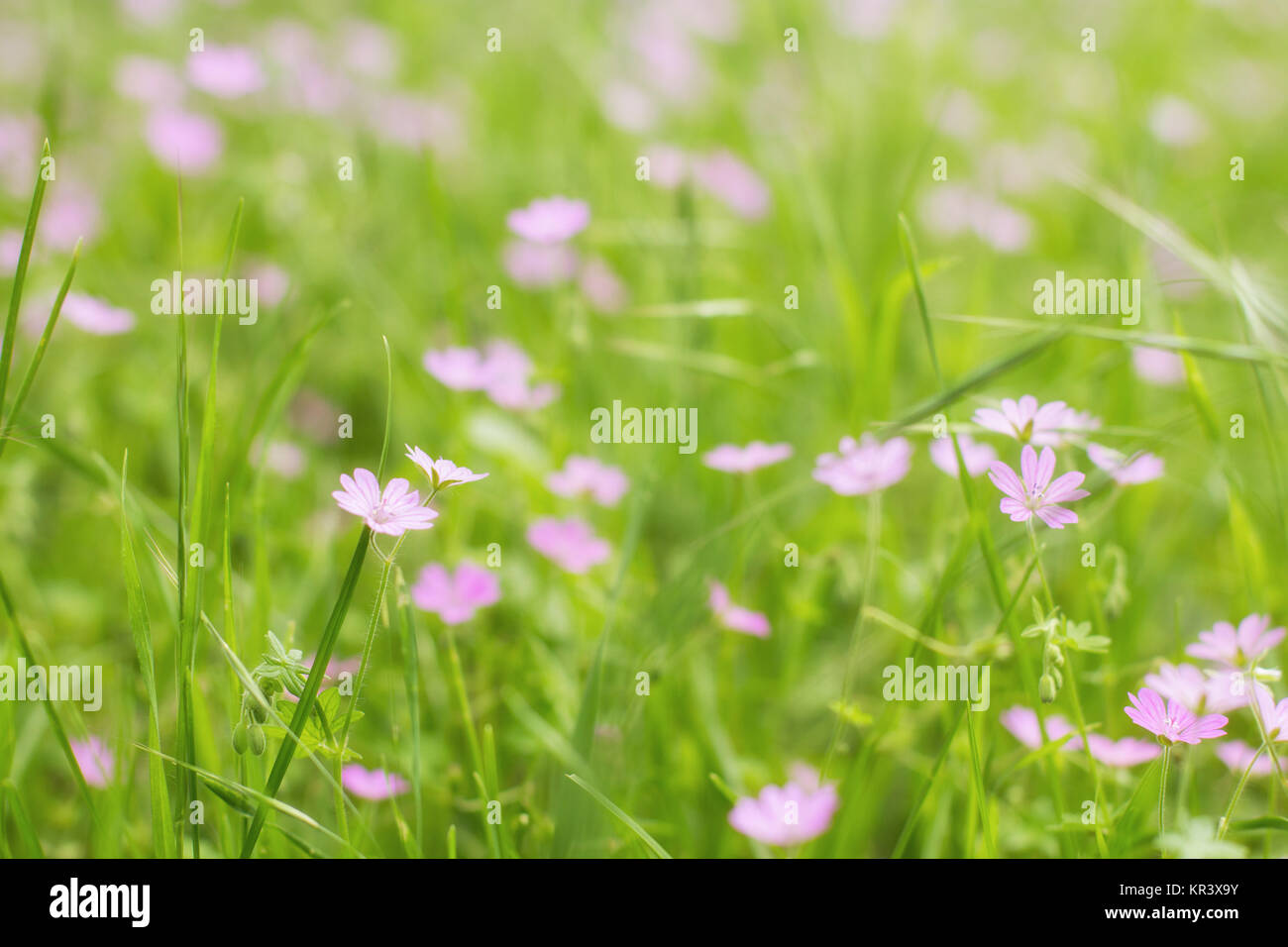 Spring Grass Plant Stock Photo - Alamy
