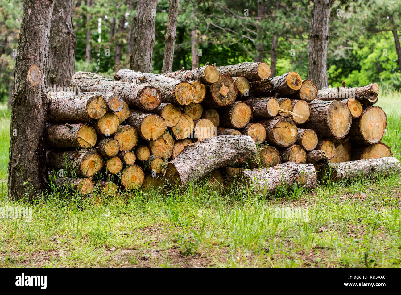 Pile of Cut Trees Stock Photo - Alamy