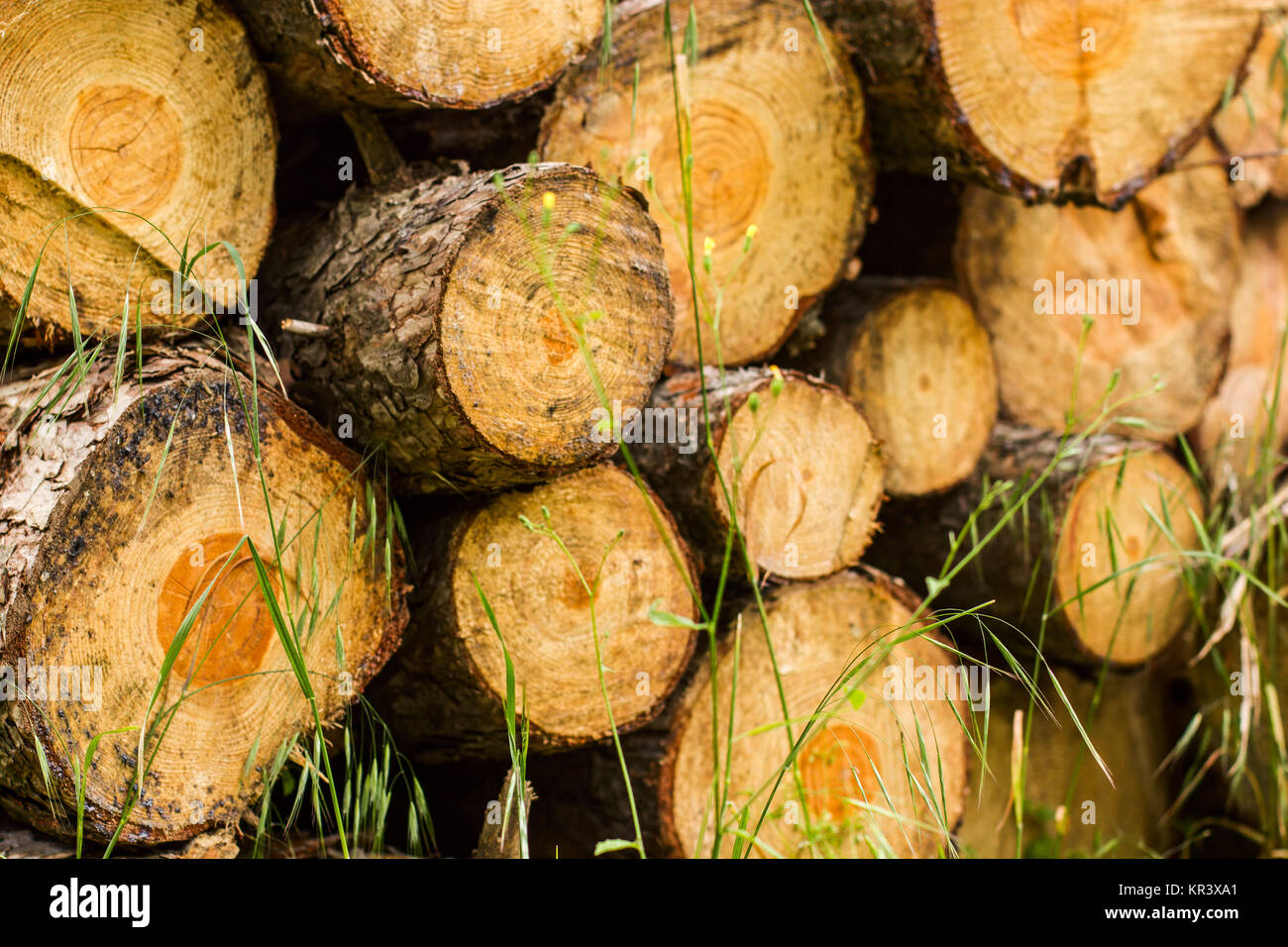 Pile of Cut Trees Stock Photo - Alamy