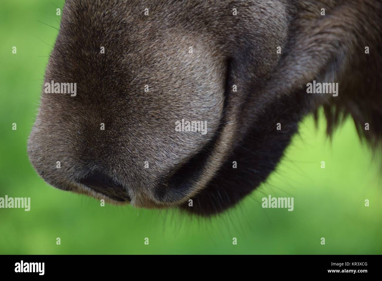 a soft moose nose Stock Photo - Alamy