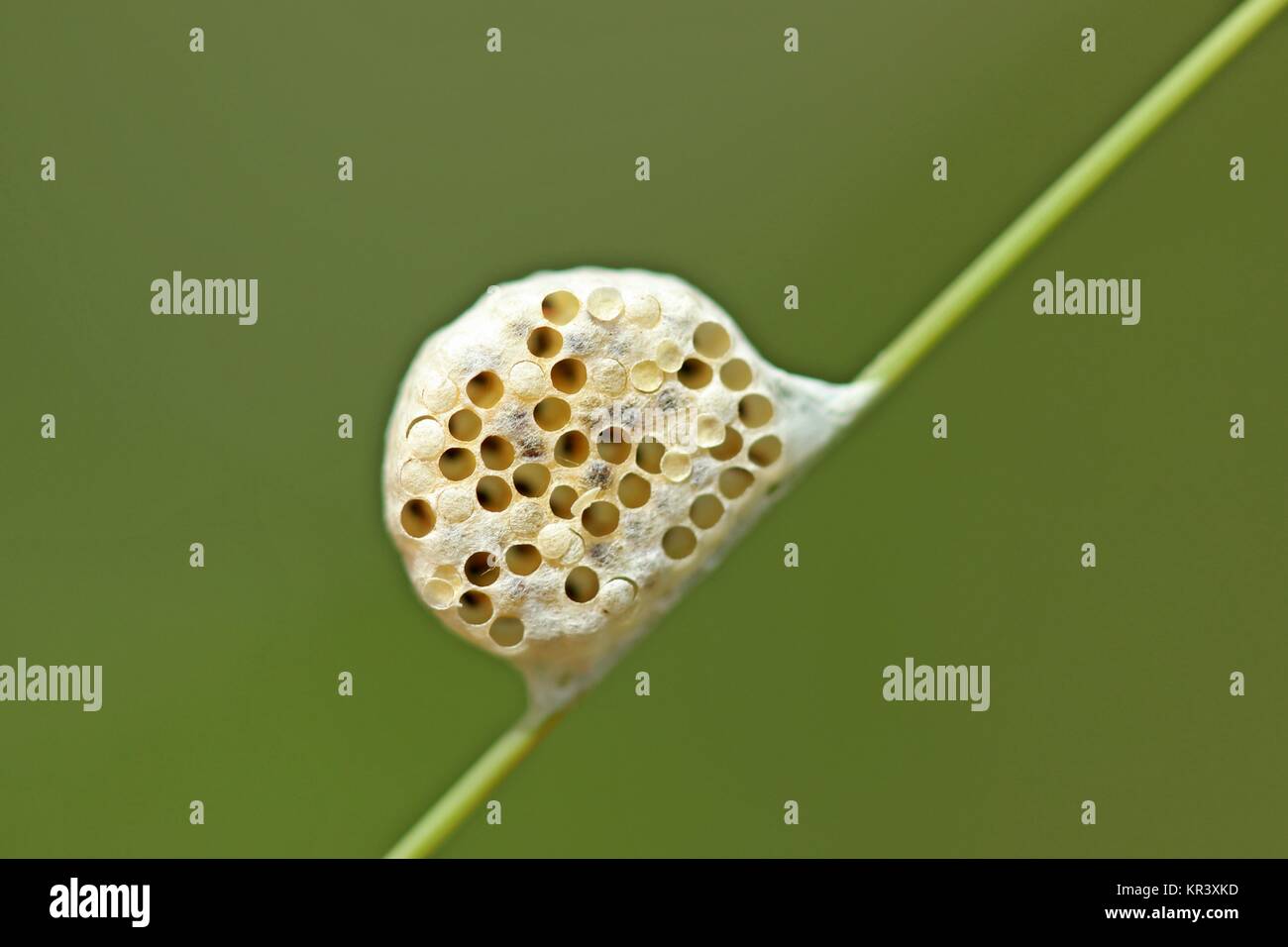 brackwespe (diolcogaster sp.),cocoon,germany Stock Photo - Alamy