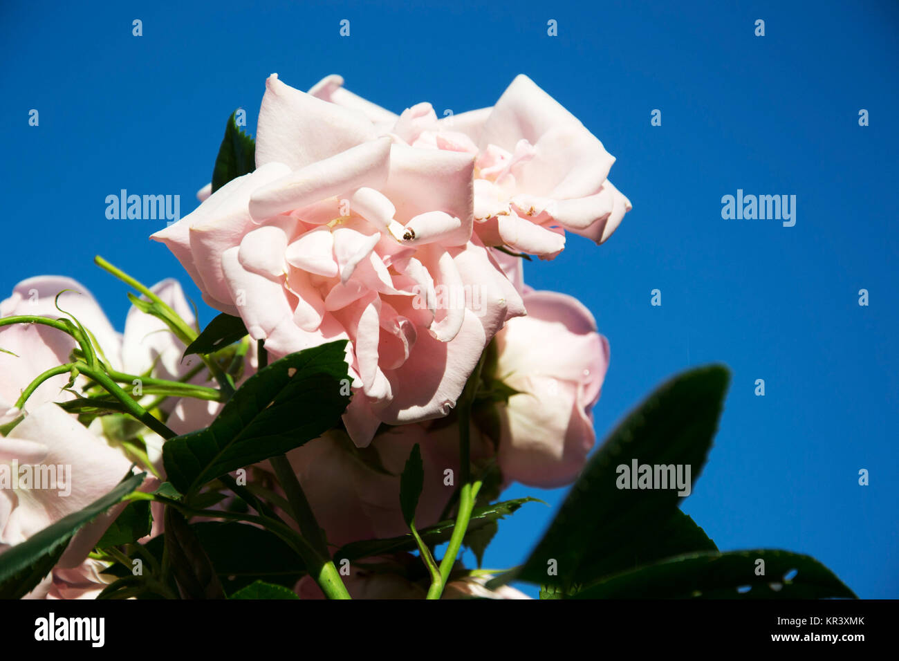Astrid Lindgren Rose Stock Photo - Alamy