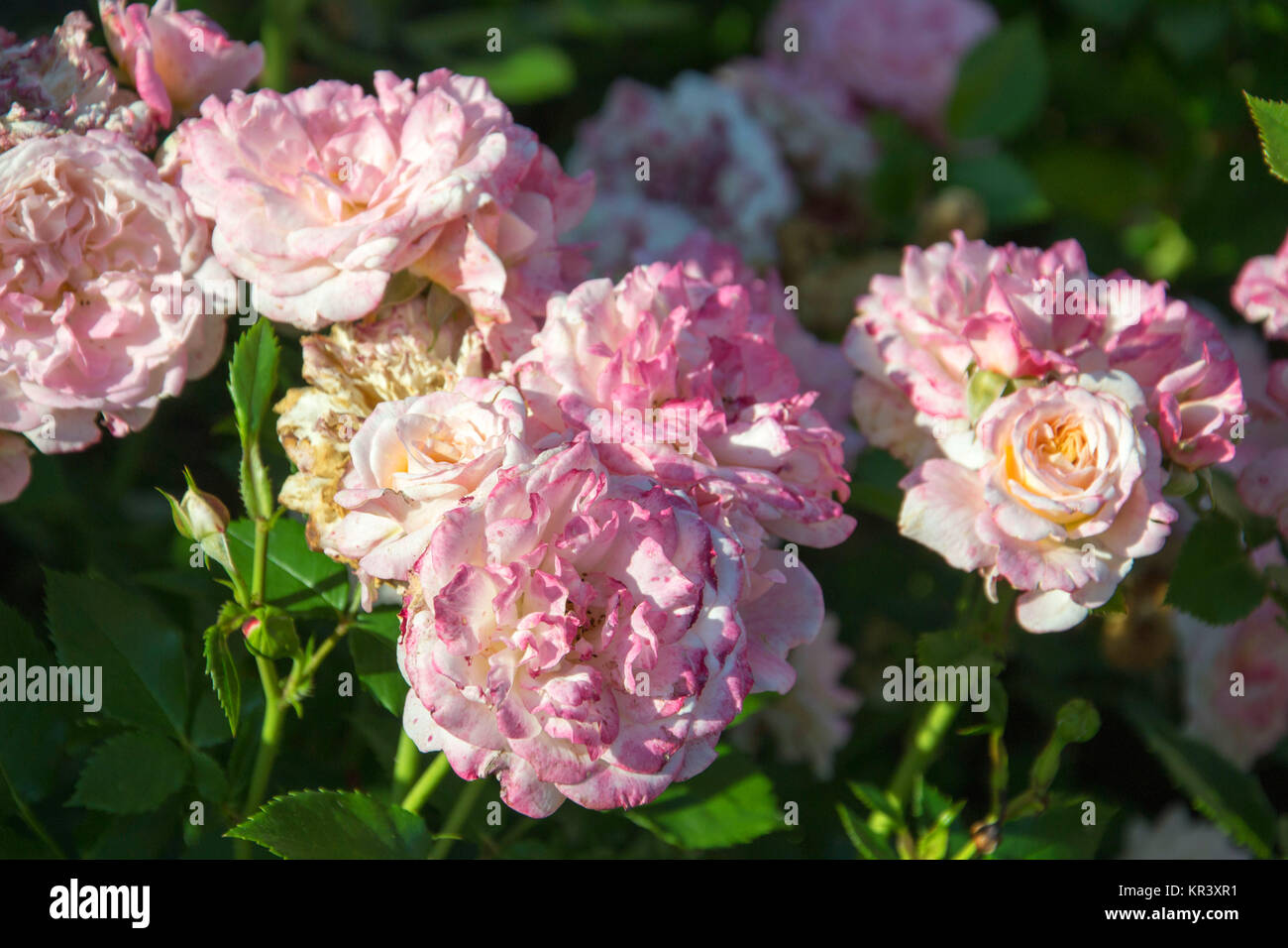 Tee roses hi-res stock photography and images - Alamy