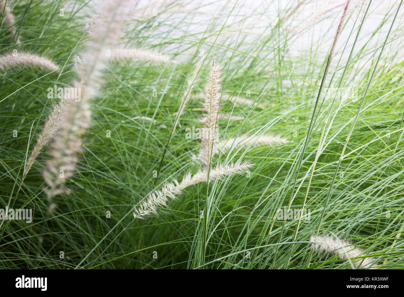Grass flower background in nature Stock Photo - Alamy
