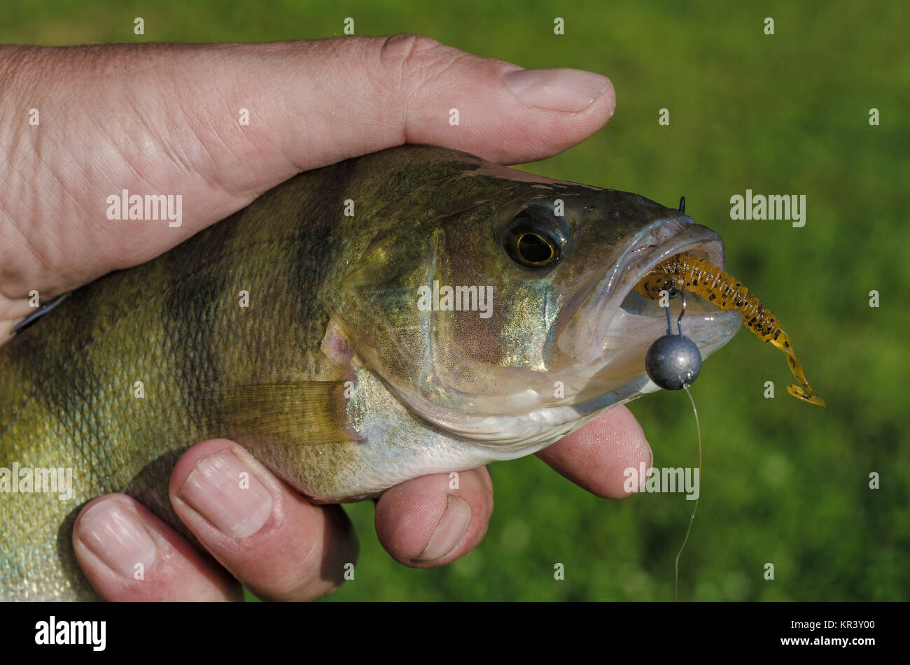 Perch on a jig Stock Photo - Alamy