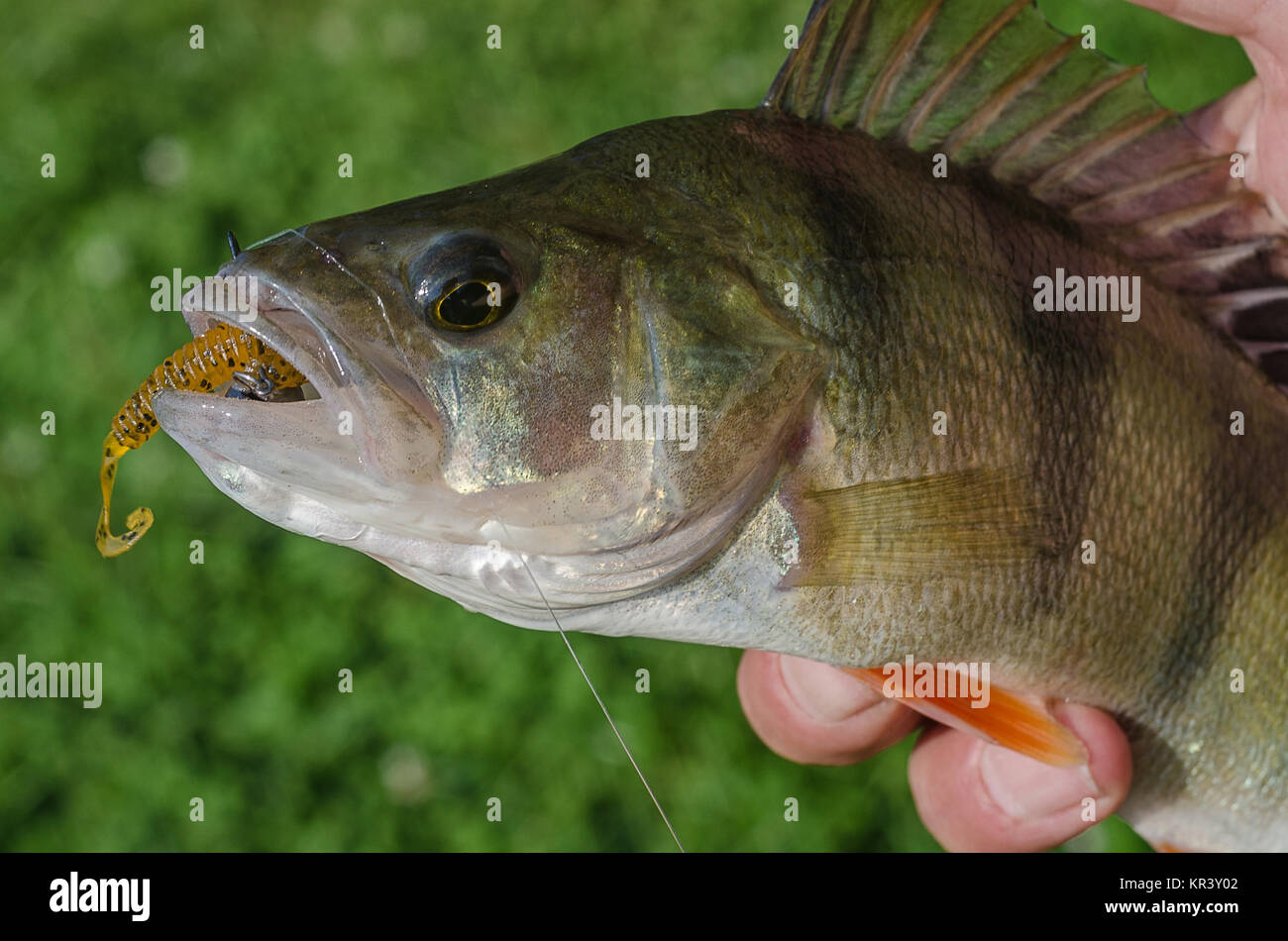 Perch on a jig Stock Photo - Alamy