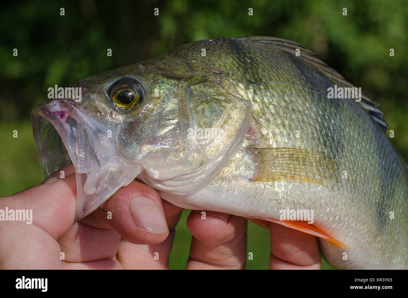 Perch on a jig Stock Photo - Alamy