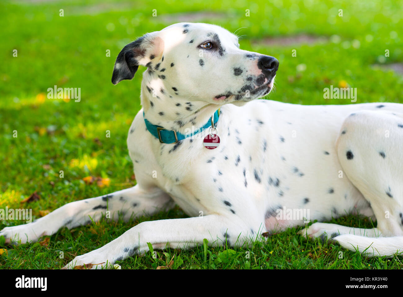young Dalmatian dog in front of nature background Stock Photo - Alamy