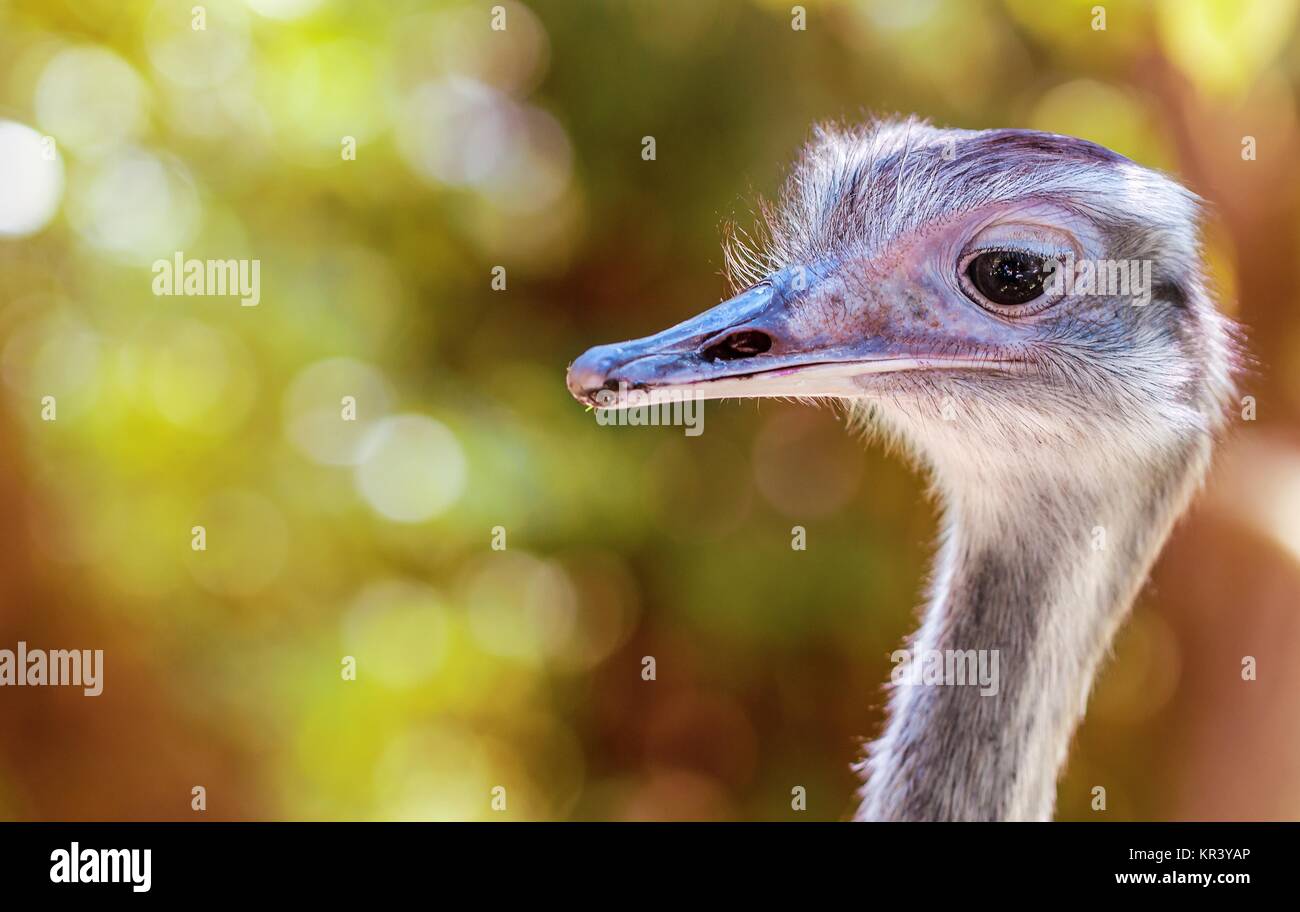 portrait of a nandu Stock Photo - Alamy