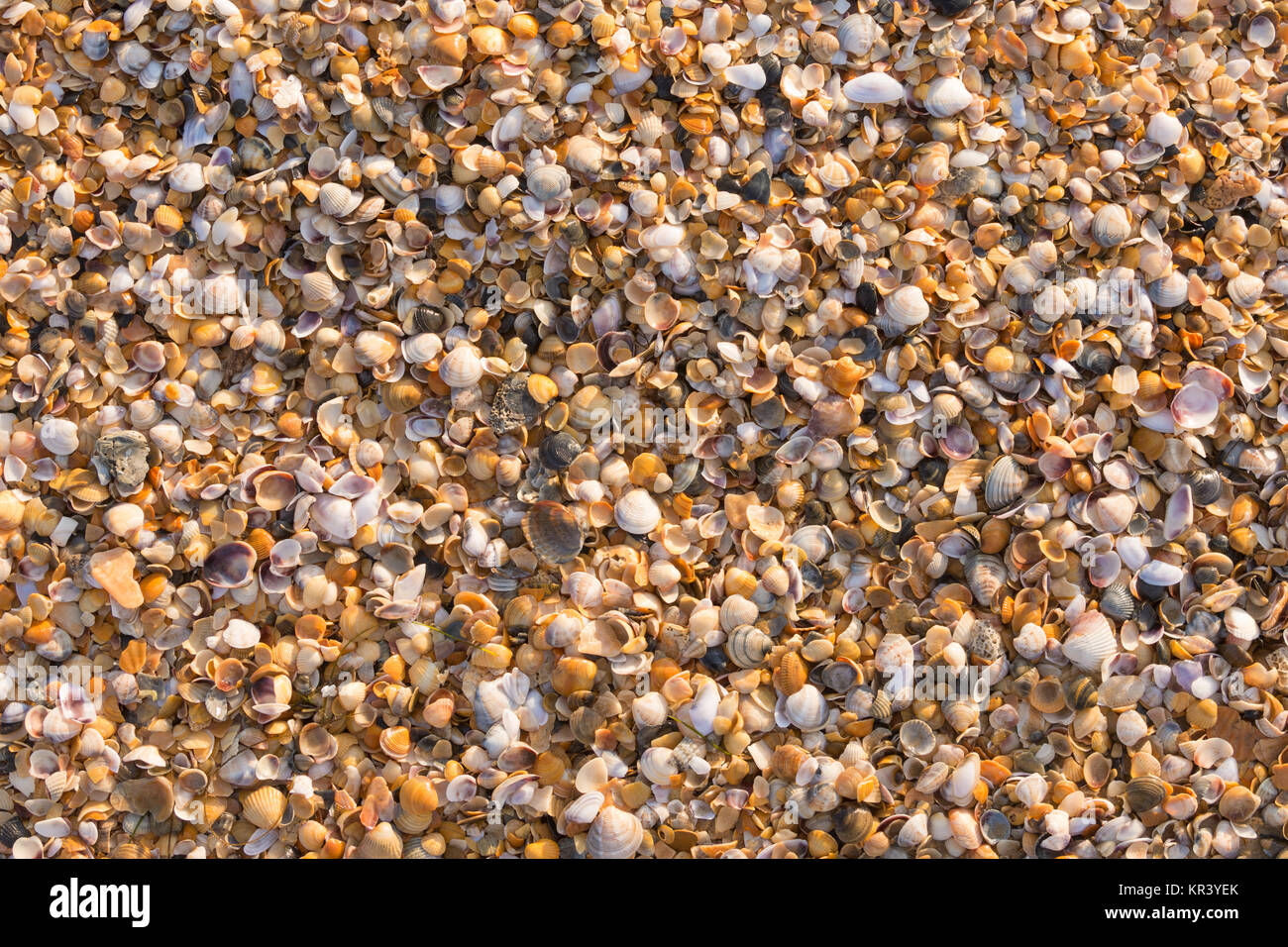 Background from small multi-colored sea shells Stock Photo - Alamy