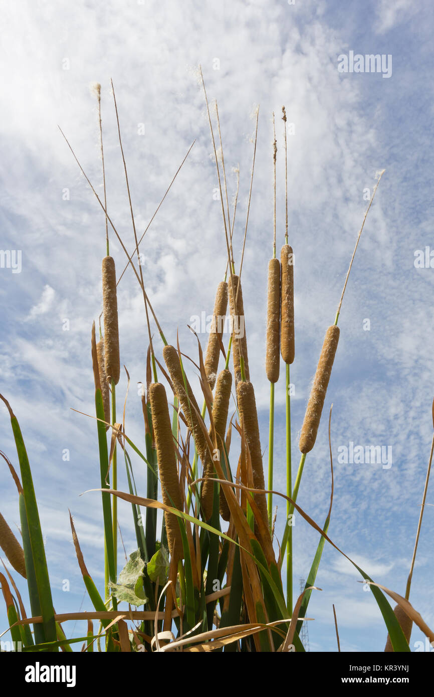 Bullrush flower hi-res stock photography and images - Alamy